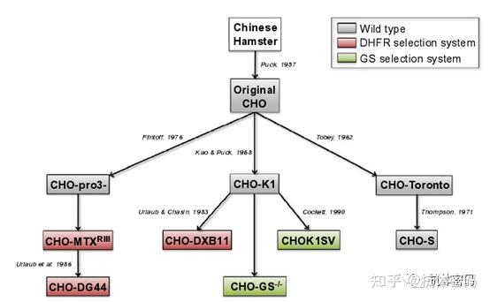 宿主细胞之-CHO（中国仓鼠卵巢癌细胞） - 知乎