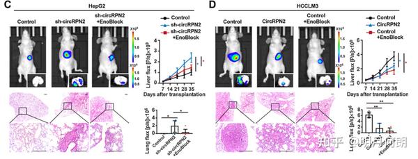 活体成像在肿瘤学研究中数据处理及要求 - 知乎