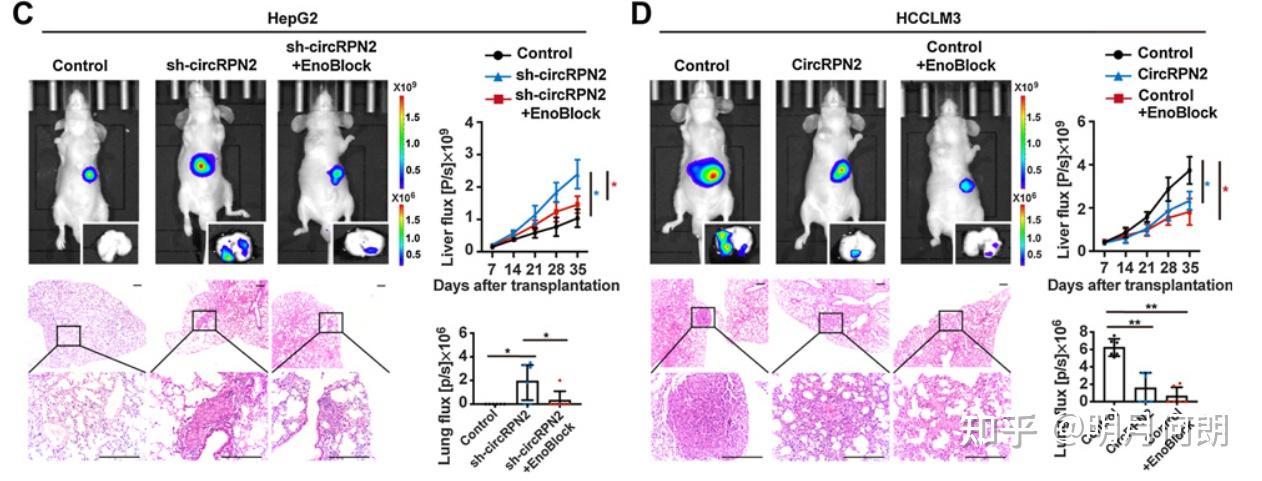 活体成像在肿瘤学研究中数据处理及要求 - 知乎