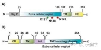 T细胞共刺激靶标：4-1BB - 知乎