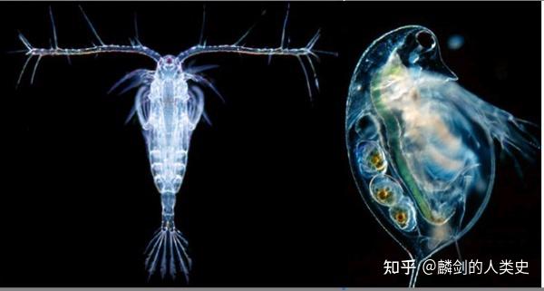【动物界全系列】桡足纲—哲水蚤目（上） - 知乎