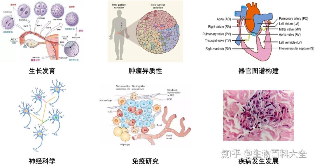 用证据说话——实测FFPE样本进行单细胞测序狠好使！ - 知乎