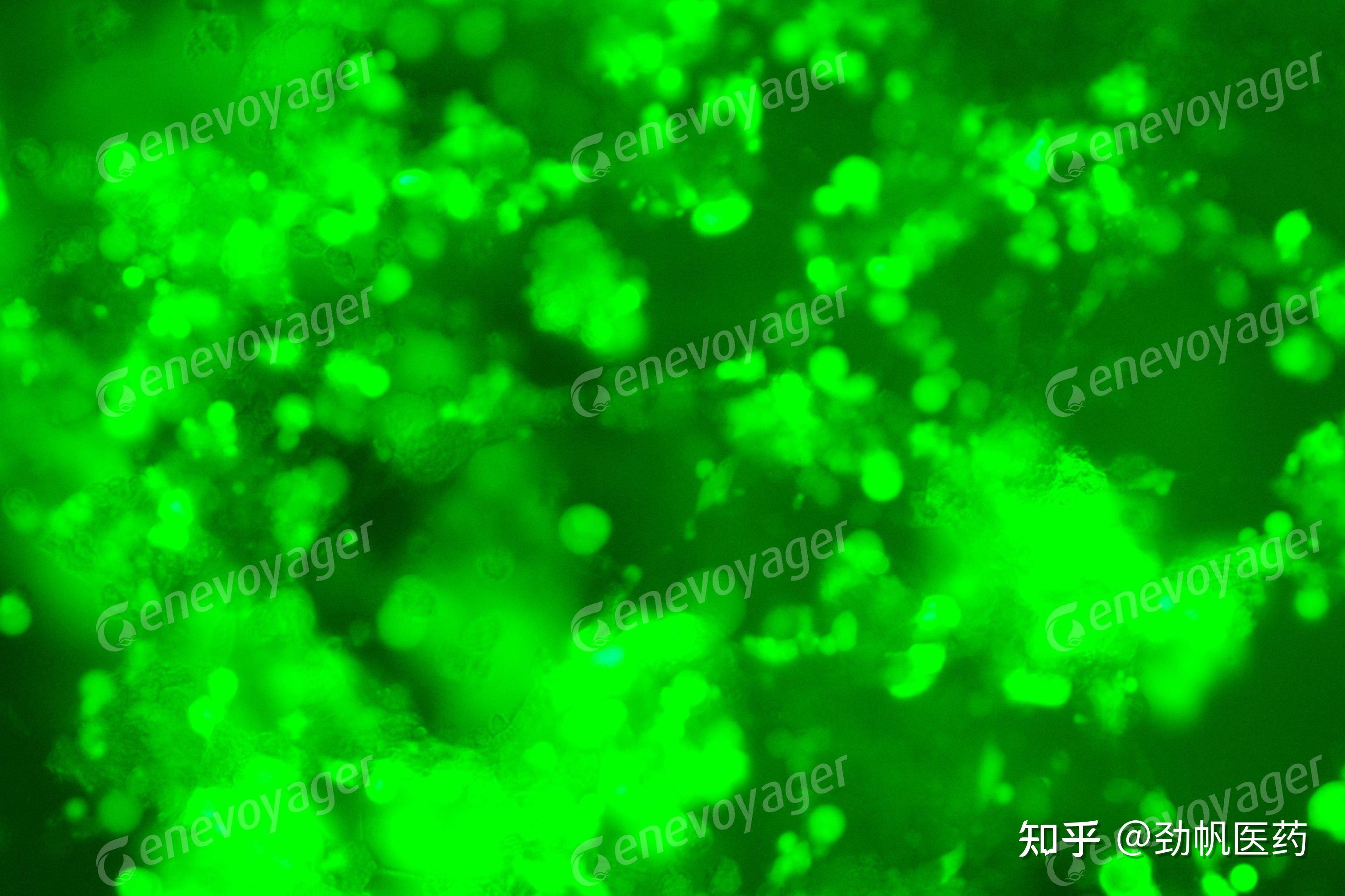 【溶瘤病毒】腺病毒（adenovirus，AdV） - 知乎