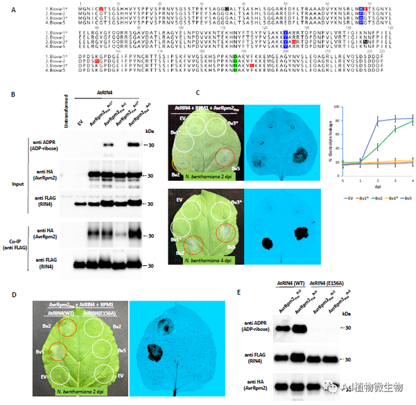Plant Cell | 研究揭示植物病原细菌效应蛋白激活宿主抗性的机制！ - 知乎