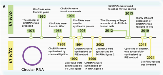 【耀文解读】环状RNA入行必备：RNA的体外环化方法 - 知乎