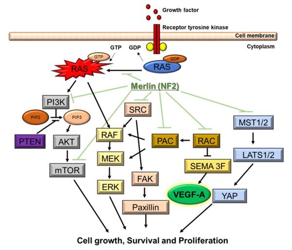 基因解“遗” || 神经纤维瘤病概述（下） - 知乎