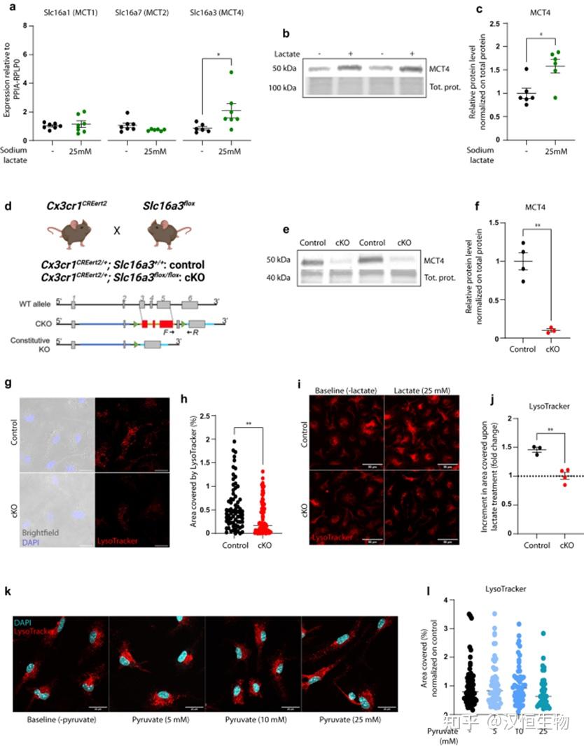 NAT COMMUN | 小胶质细胞MCT4的缺失可影响成年期的大脑功能 - 知乎