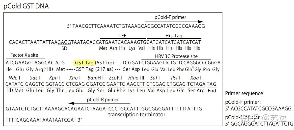 pCold系列载体介绍pCold-SUMO/pCold-TF/pCOld-GST - 知乎