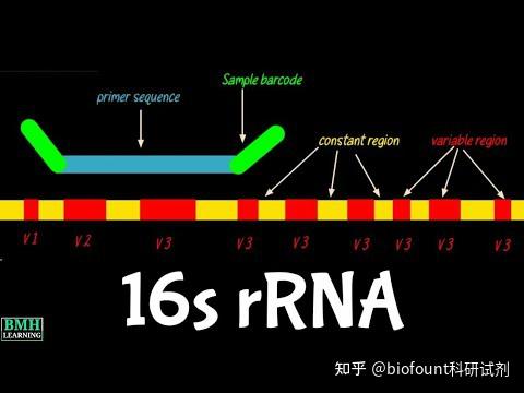 16S rRNA-定义、特点、功能及应用 - 知乎
