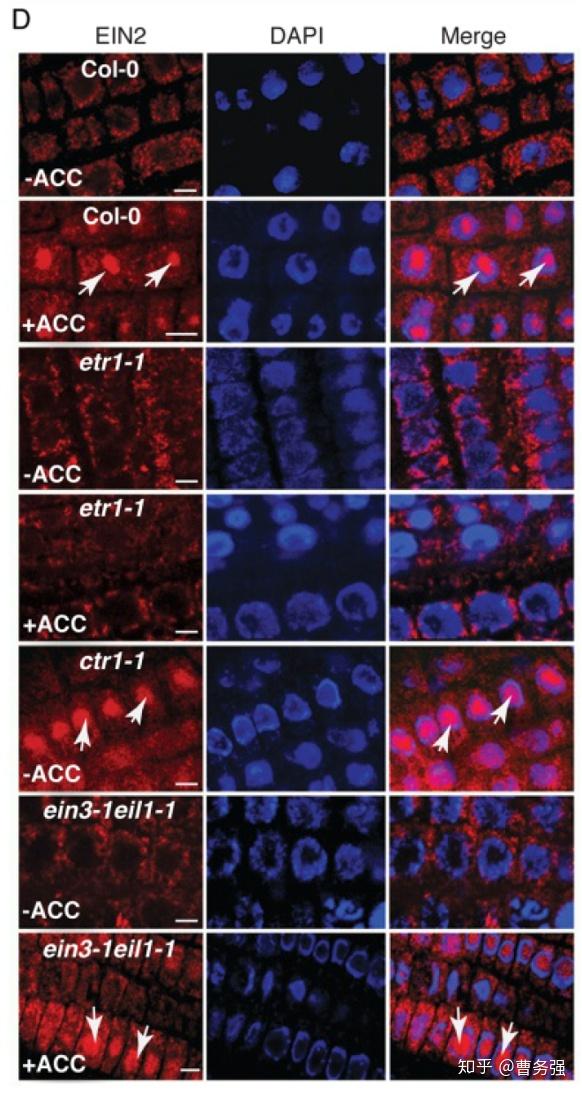 乙烯信号简史 | 成也EIN2，败也EIN2 - 知乎