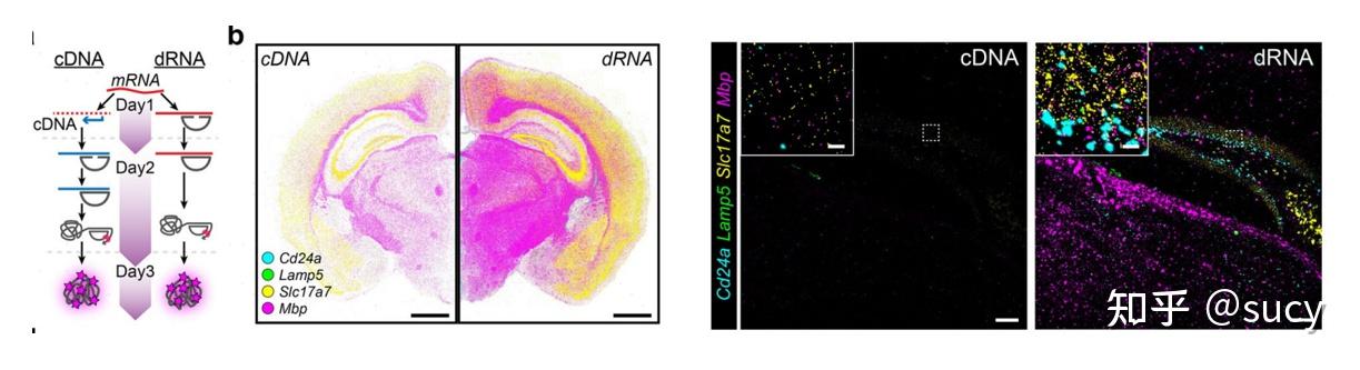 原位检测技术 - 知乎