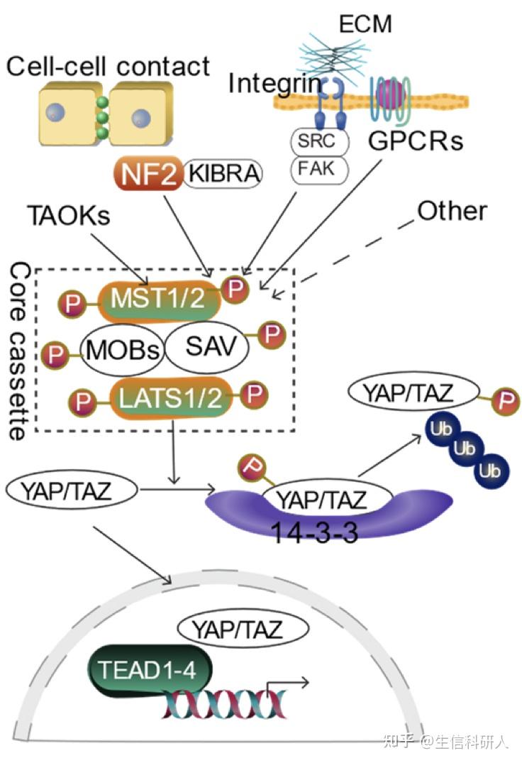Cancers 6+ | Hippo-YAP通路研究新进展 - 知乎