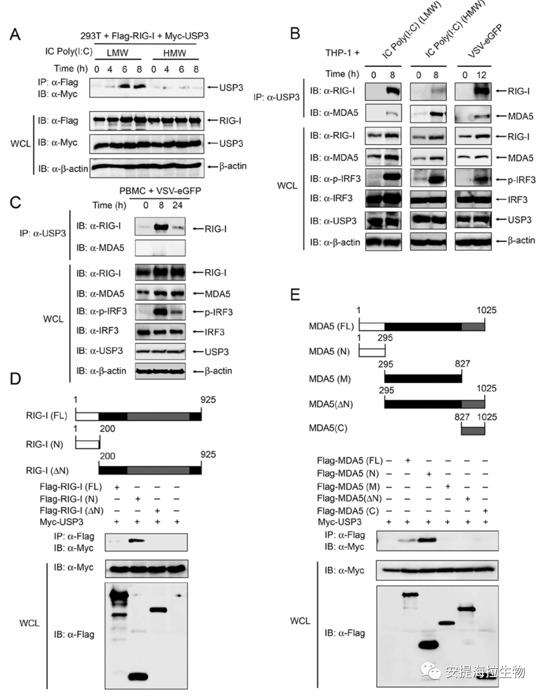 USP3通过去泛素化RLRs抑制I型干扰素信号 - 知乎