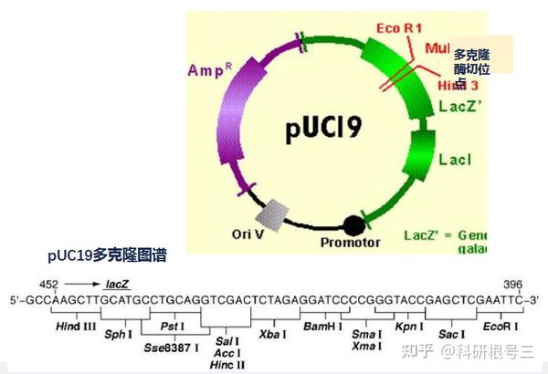 常见的载体类型汇总：质粒载体、噬菌体载体、柯斯载体、病毒载体、人工染色体载体 - 知乎