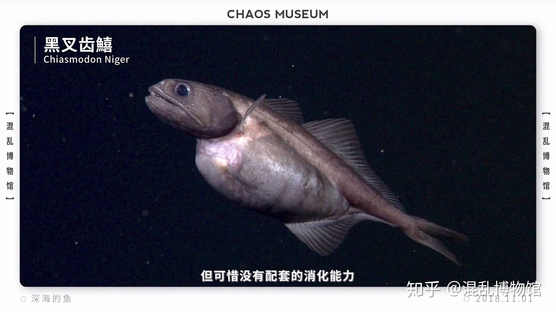 为什么深海生物有很多长相可怖? - 知乎