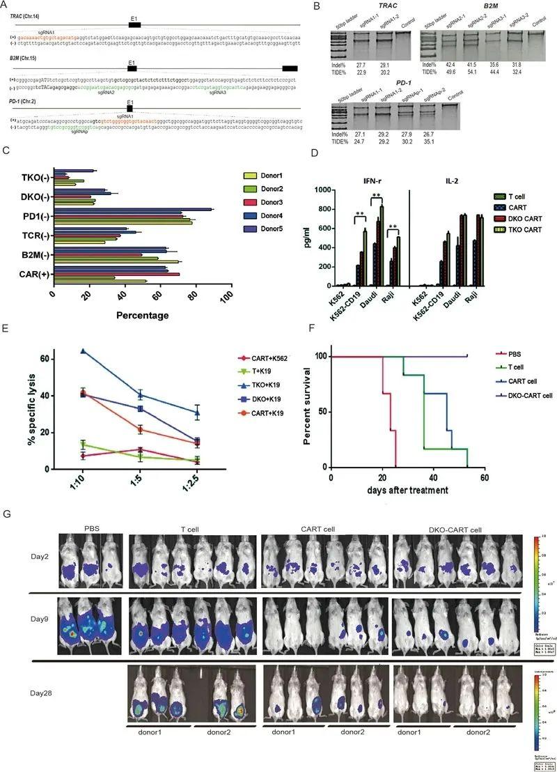 专访王皓毅 | BATF基因敲除可提高CAR-T细胞抗实体瘤疗效，中科院团队发文揭示T细胞耗竭新机制 - 知乎