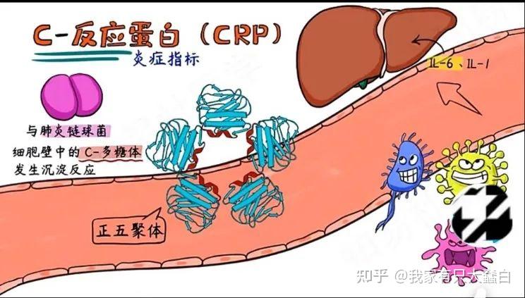 C 反应蛋白---CRP检测 - 知乎