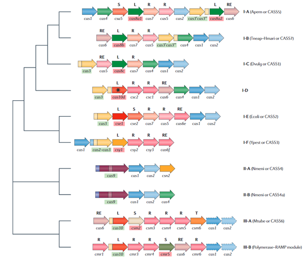 Cas Protein - Cas9蛋白作用机制详解 - 知乎