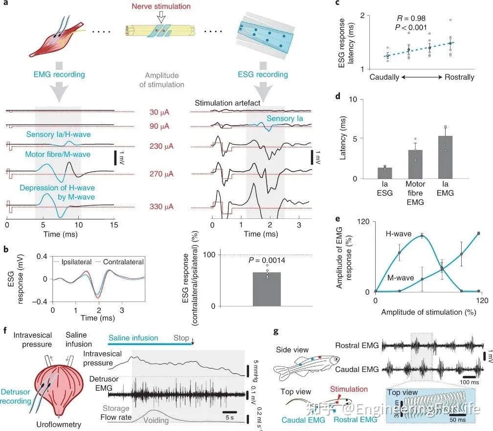 Nature子刊：3D打印用于神经肌肉接口的柔性电子植入器件 - 知乎
