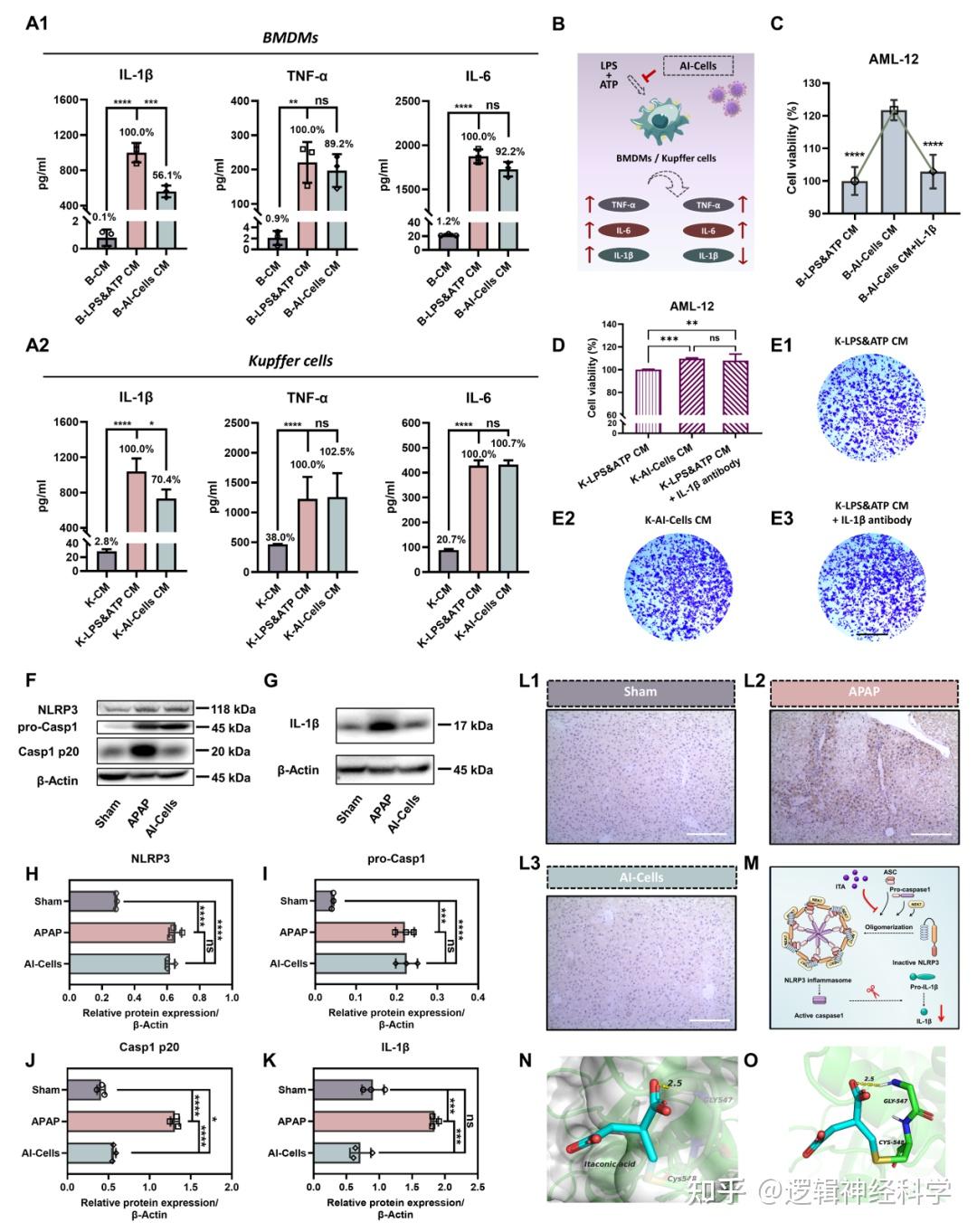 Cell Reports Medicine︱中山大学冯敏/海南大学郭羚团队合作揭示人工细胞递送衣康酸诱导抗炎记忆样巨噬细胞，拯救急性肝衰竭并 ...