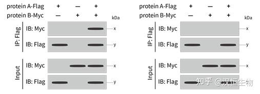 免疫沉淀技术之Co-IP结果解读与分析 - 知乎