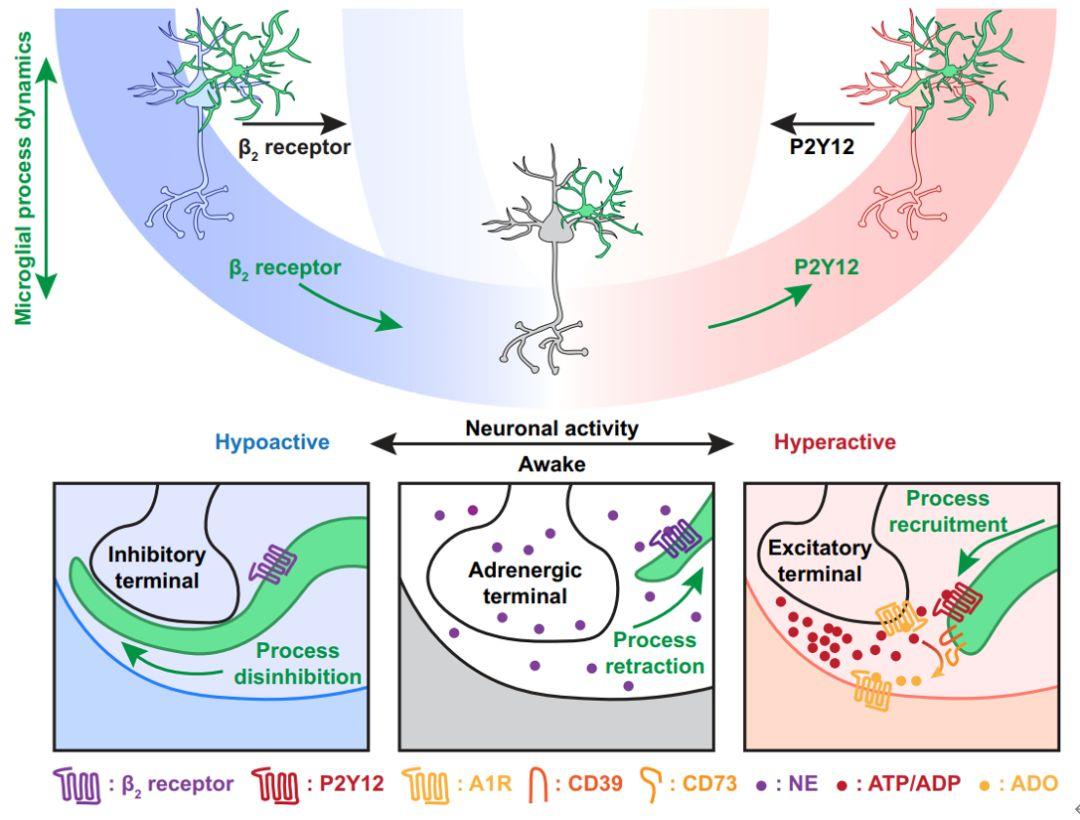 Trends Neurosci：小胶质细胞调节成年大脑神经环路和行为研究进展 知乎