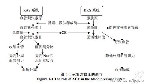 ACE2 ACEI ArB的区别与理解，以及如何深入的理解--图形和故事是个好帮手 - 知乎