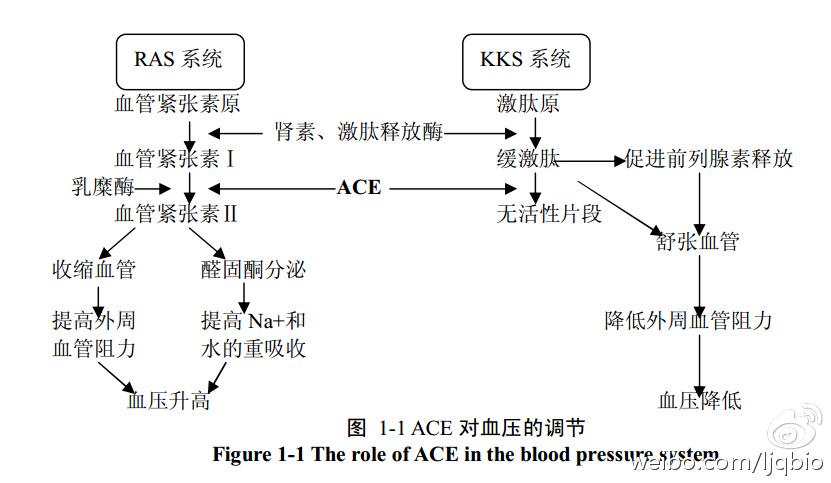 123 联而系之——发现缓激肽与血管紧张素的联系 - 知乎