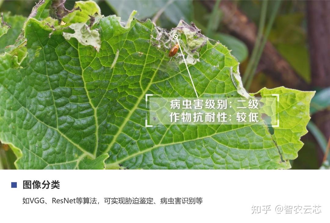 植物表型AI算法平台PhenoAI Flow - 知乎