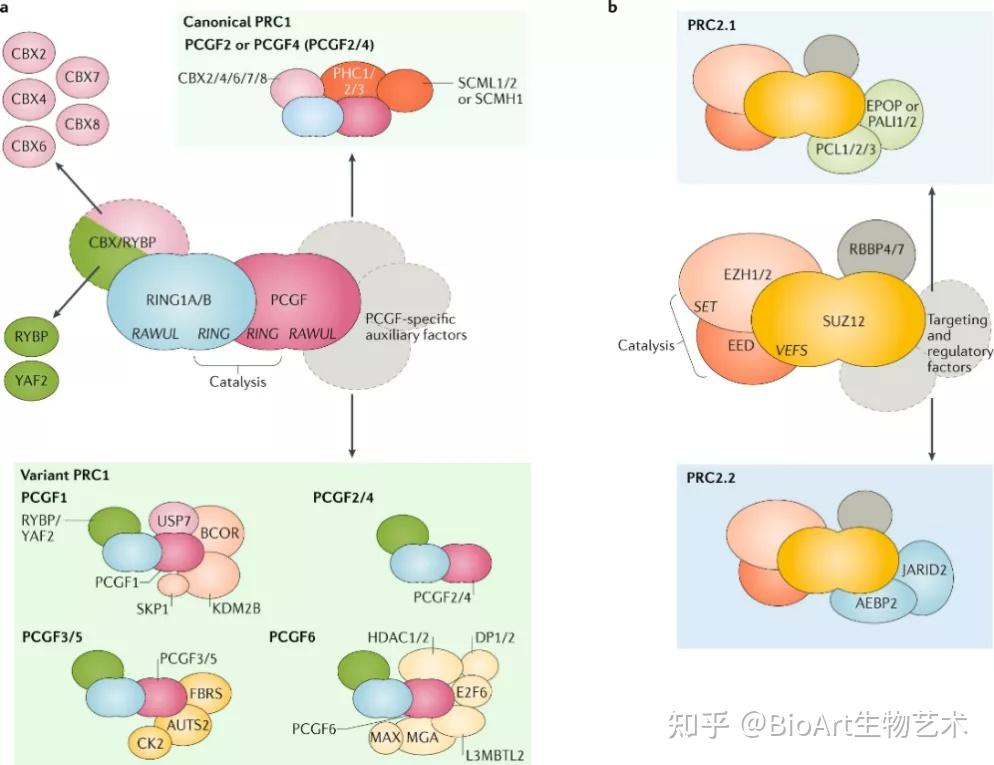 『珍藏版』Nature系列综述 | 哺乳动物中多梳蛋白抑制复合物基因调控的分子机制 - 知乎