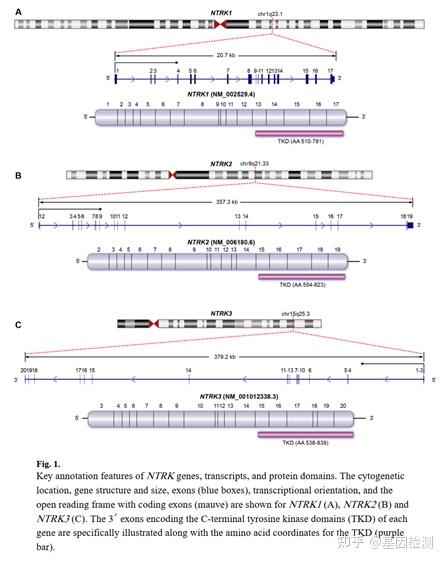 标准化循证方法评估NTRK融合的致癌性和临床意义（下） - 知乎