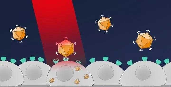 Sci Adv | 局部光照启动AAV单细胞表达 - 知乎