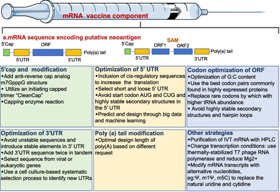 【耀文解读】mRNA篇︱mRNA疫苗在肿瘤中的研究进展：机遇与挑战并存 - 知乎
