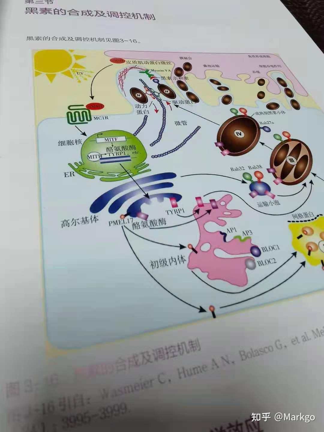 化妆品专业书籍2《美白化妆品科学与技术》 知乎