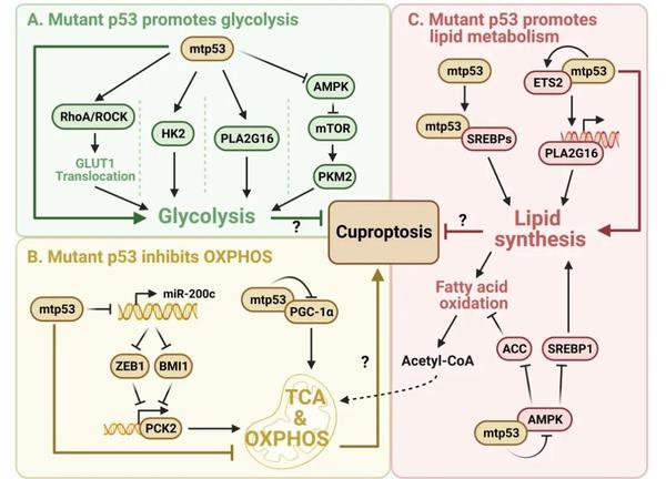 Cell Death Differ 观点︱铜死亡：受p53调节的代谢性细胞死亡 - 知乎