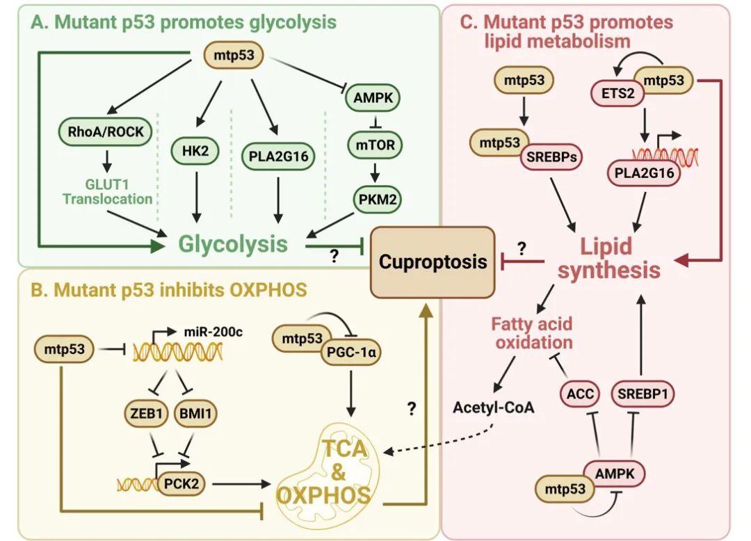Cell Death Differ 观点︱铜死亡：受p53调节的代谢性细胞死亡 - 知乎