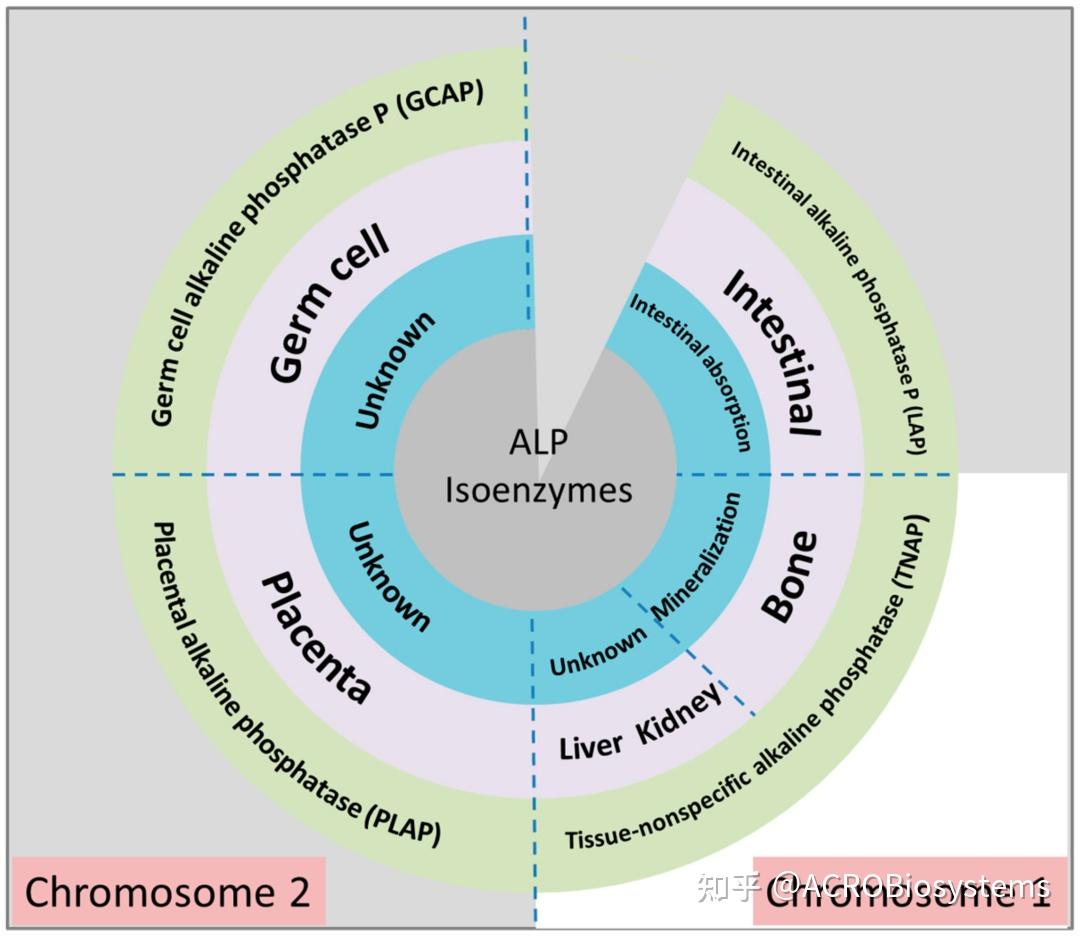 多种新型药物加持，ALPG或成为免疫治疗潜力靶点 - 知乎