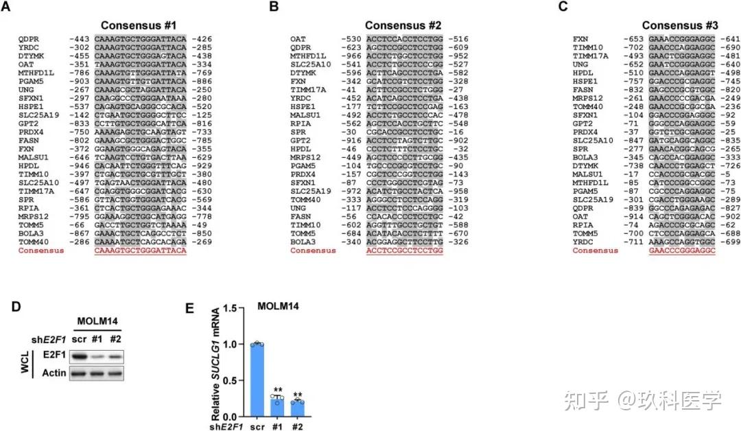 IF=11.4 一区！SUCLG1 限制 POLRMT 琥珀酰化以增强线粒体生物发生和白血病进展 - 知乎
