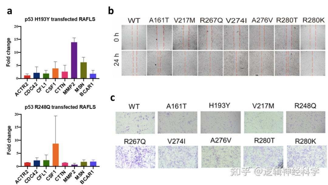 Genes Dis︱澳门科技大学黄锦伟/刘良等揭示p53突变在类风湿性关节炎患者甲氨蝶呤耐药中的潜在机制 - 知乎