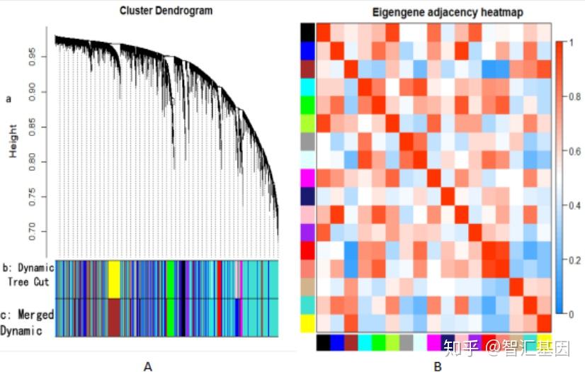 重磅来袭：WGCNA联合深度学习模型 - 知乎