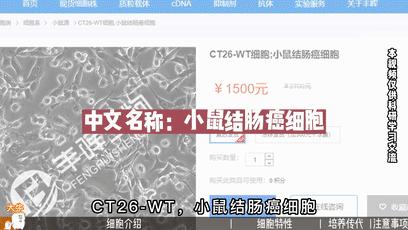 CT26-WT细胞培养，小鼠结肠癌细胞培养攻略-丰晖生物 - 知乎