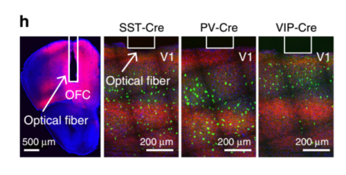 【文献解读】OFC投射V1神经环路促进视觉相关学习的神经机制 - 知乎