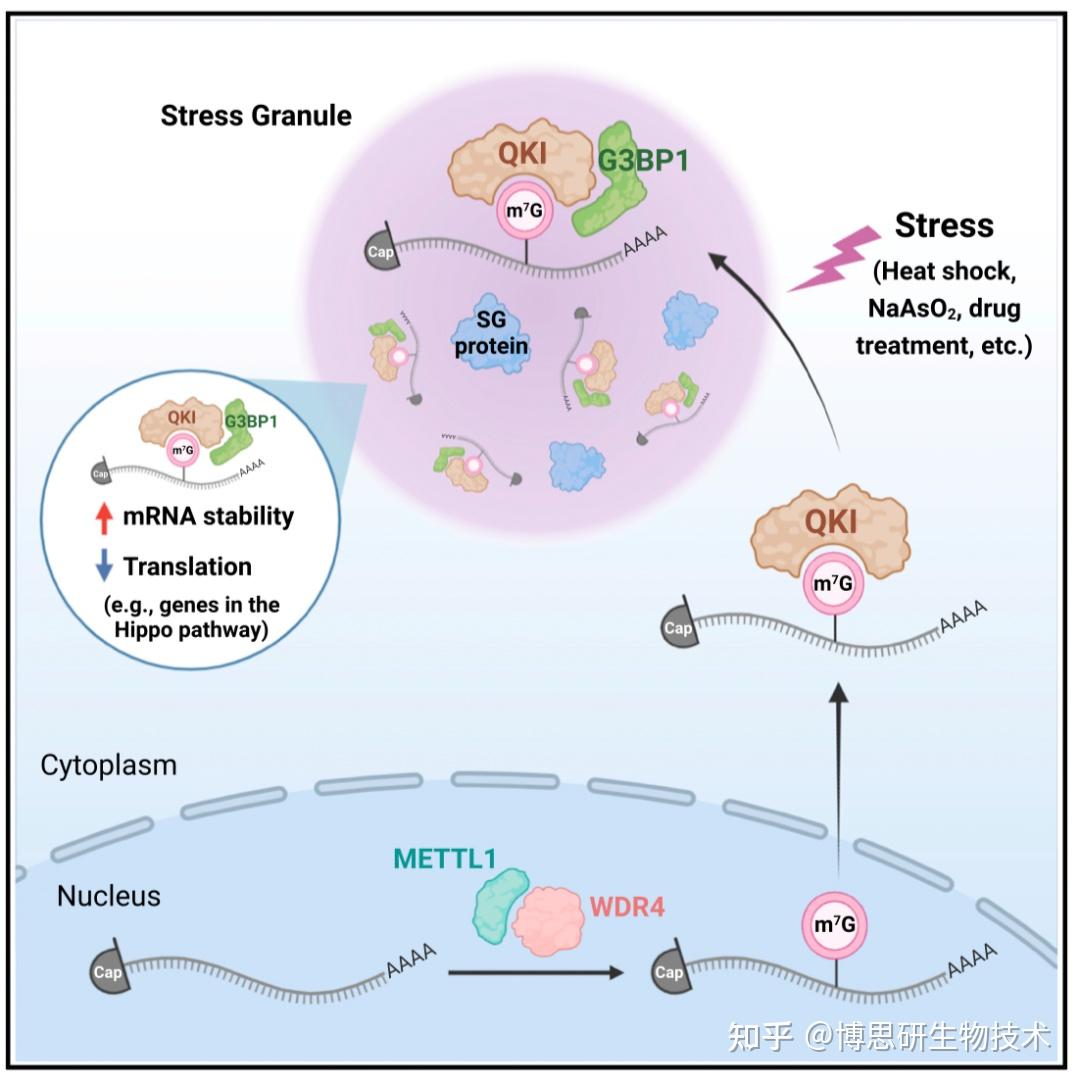 Cell | 陈建军/苏瑞/夏强团队报道首个mRNA内部m7G甲基化修饰识别蛋白 - 知乎
