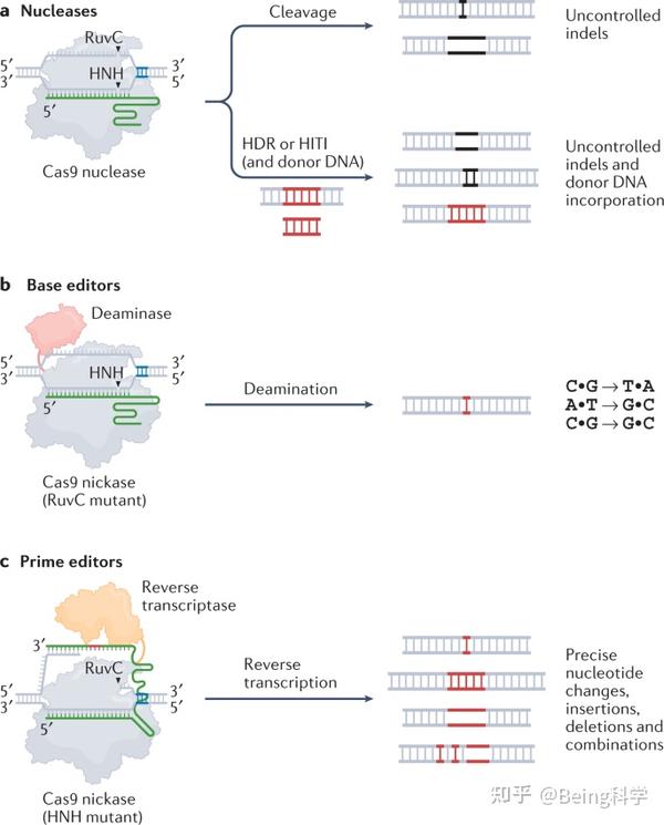 综述 | David Liu 深度解析精确基因组编辑技术—先导编辑 - 知乎