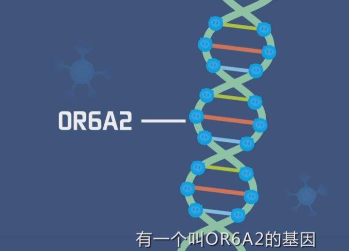 世界上只有两种人：爱吃和不爱吃香菜的人！差别真是基因决定的吗 - 知乎