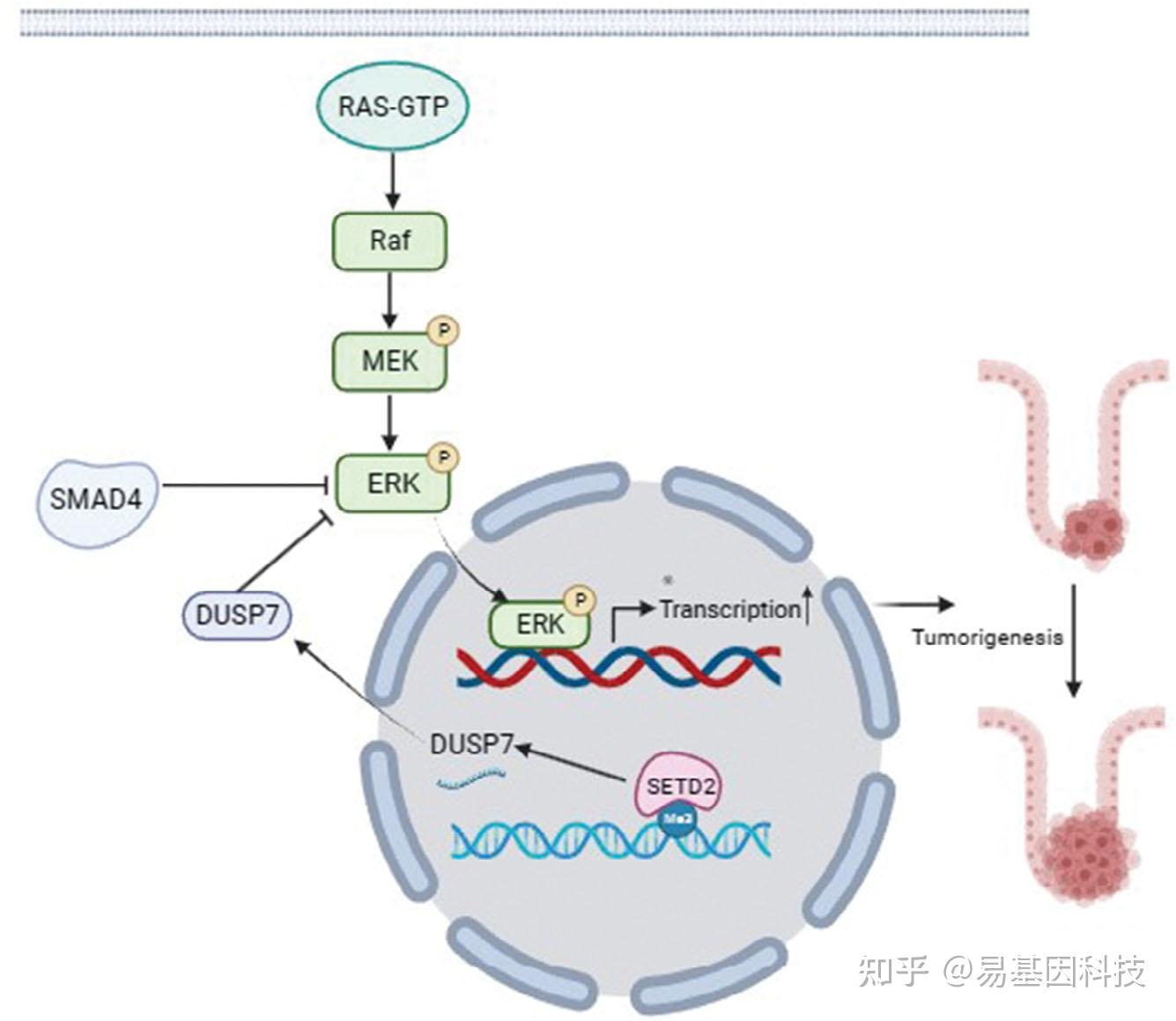 易基因：ChIP-seq等揭示SETD2介导H3K36me3调控结直肠癌进展的表观遗传机制｜CTM研究 - 知乎