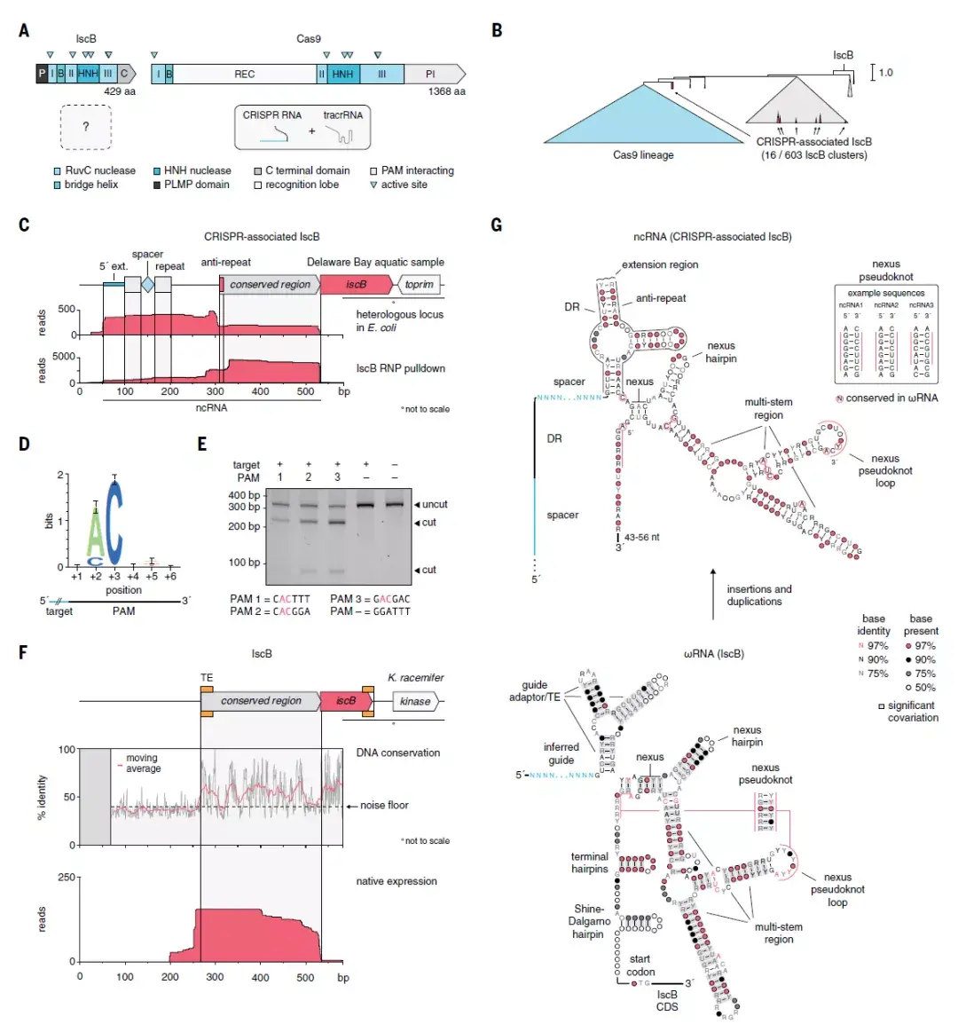 Science | 张峰：利用RNA来定位DNA位置的蛋白的数量和种类可能远超想象 - 知乎