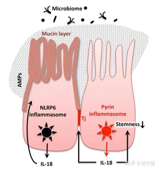 IL-18：免疫细胞因子“新贵” - 知乎