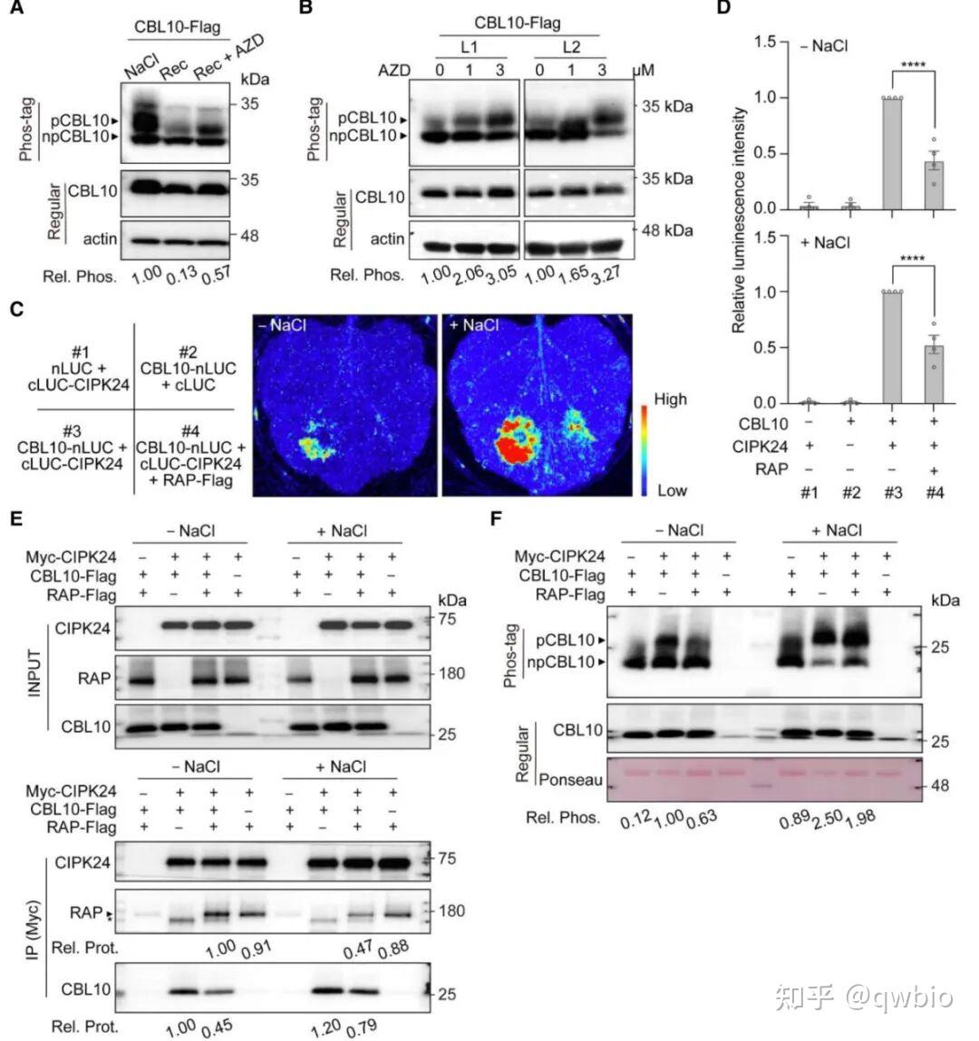 TOR复合体和Ca²⁺-CBL-CIPK钙信号通路平衡植物生长与盐胁迫响应 - 知乎