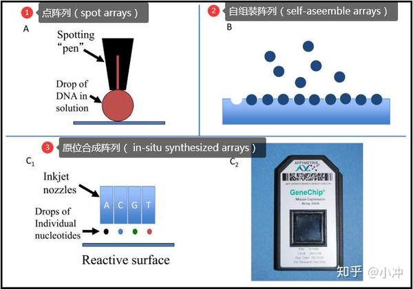 组学方法与数据分析——cDNA microarray（基础篇） - 知乎